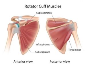 Tendon Problems in the Shoulder Joint - Buxton Osteopathy