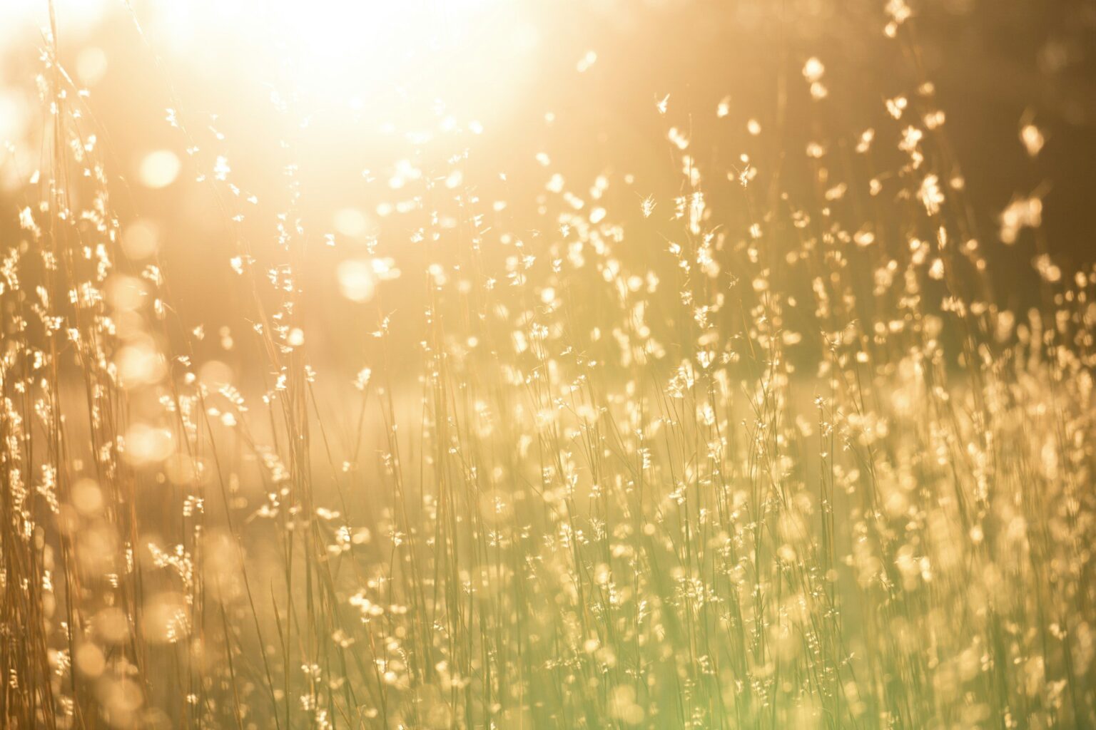 Sunlight: Did You Know It Helps Reduce our Blood Pressure? - Buxton ...