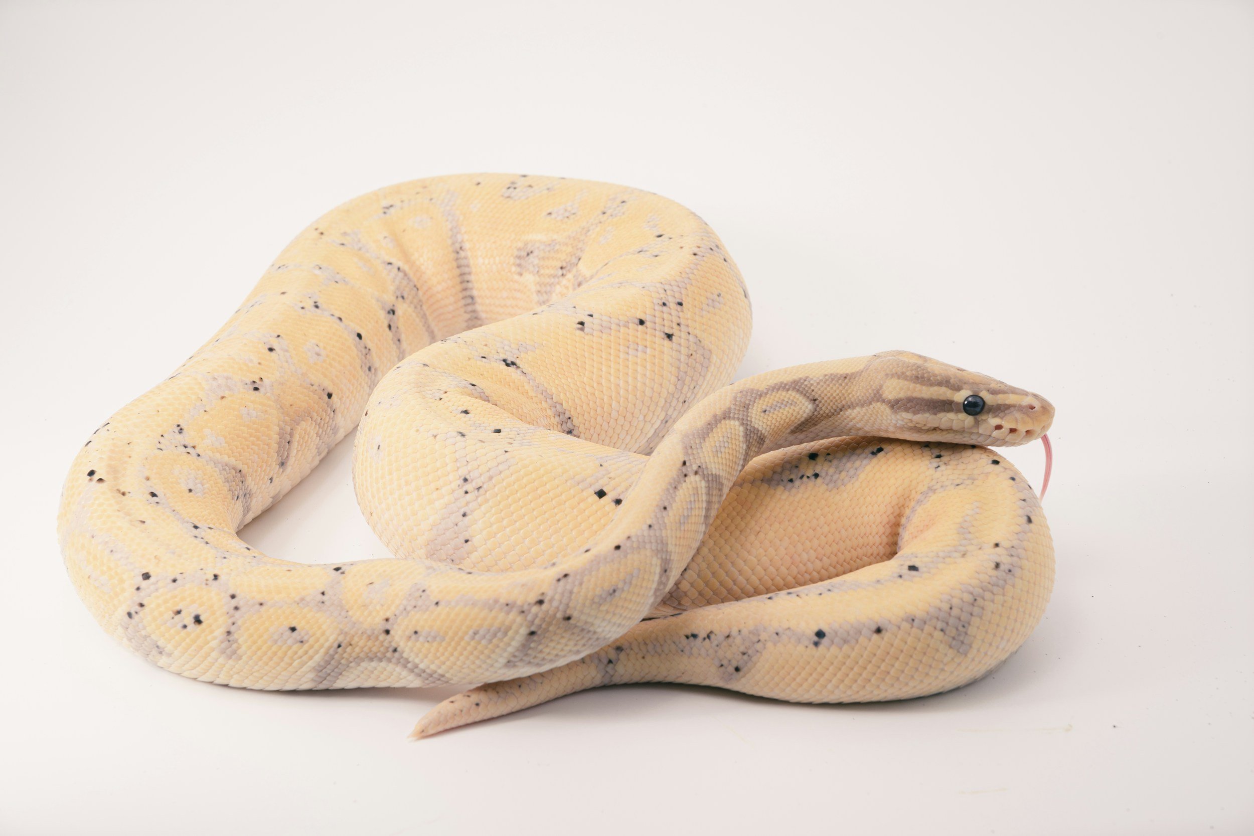 Snake Venom has led to Significant Breakthroughs in Medicine! - Buxton ...