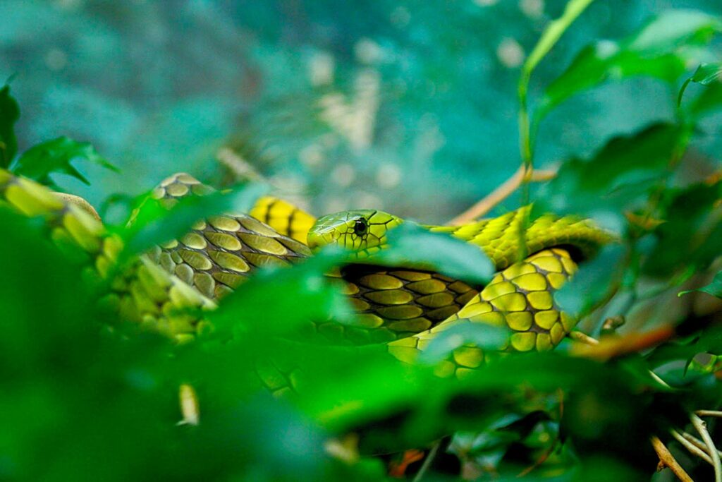 Snake Venom has led to Significant Breakthroughs in Medicine! - Buxton ...