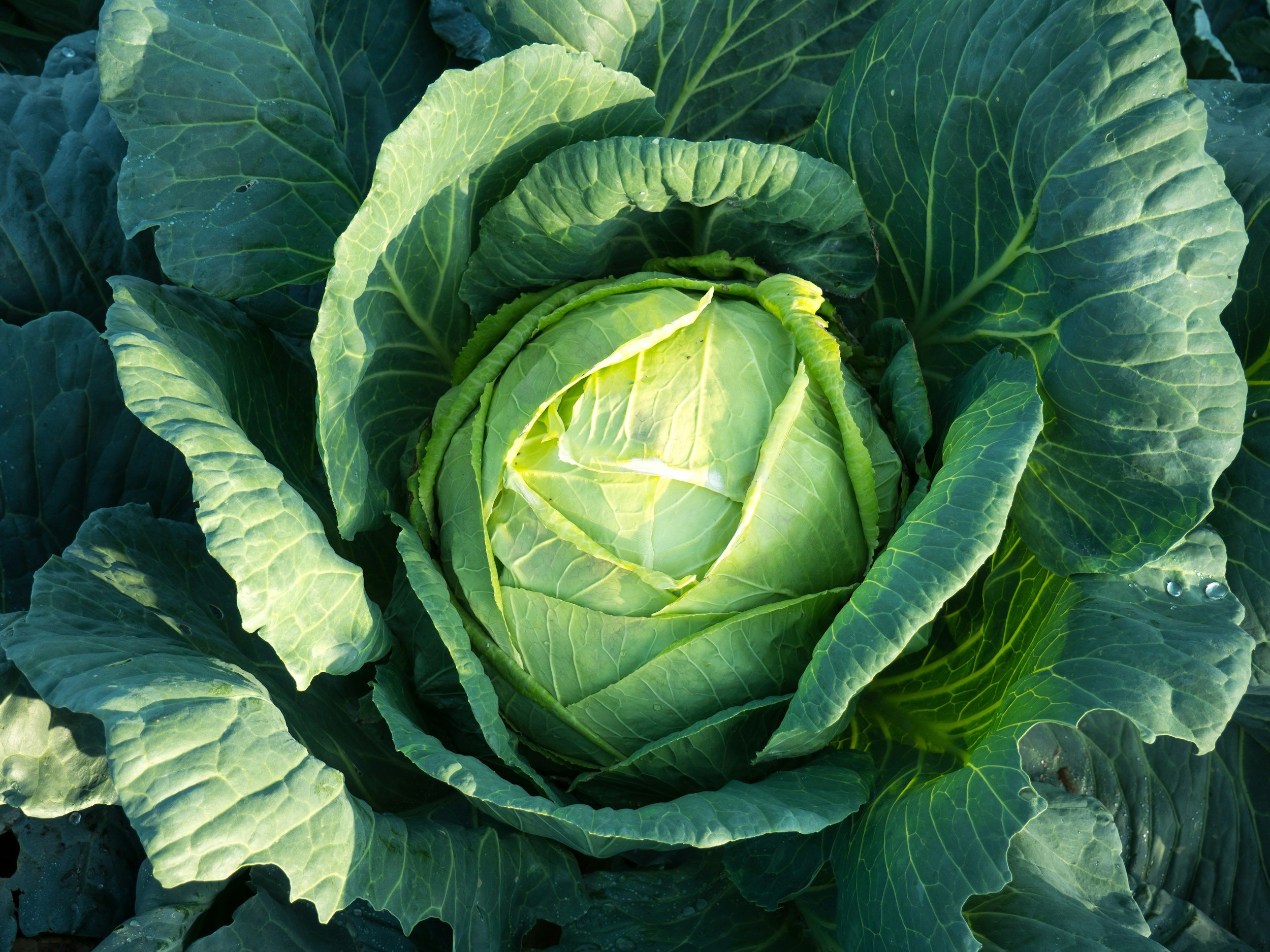 Chemotherapy drugs from Brassicas and Yew Trees! - Buxton Osteopathy